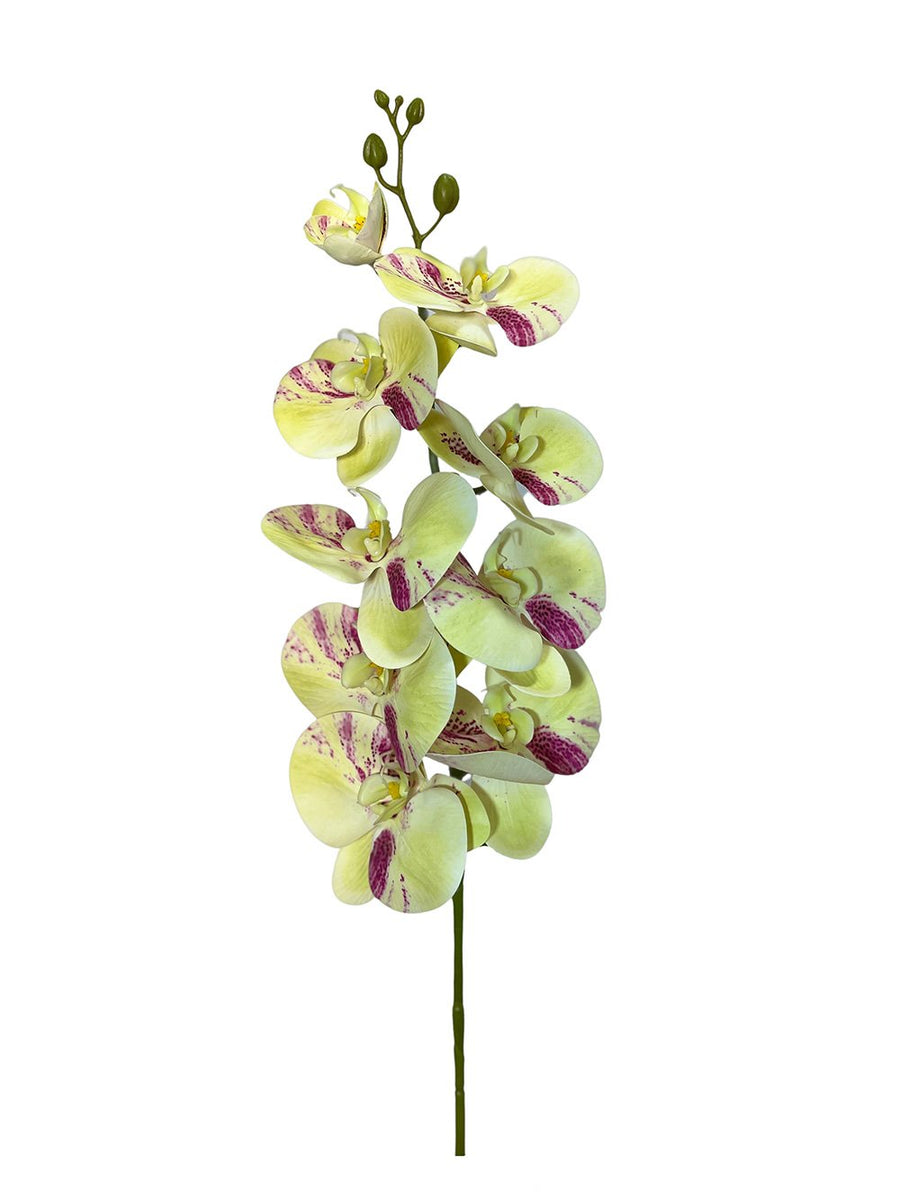 Orquidea verde claro – Casa viva